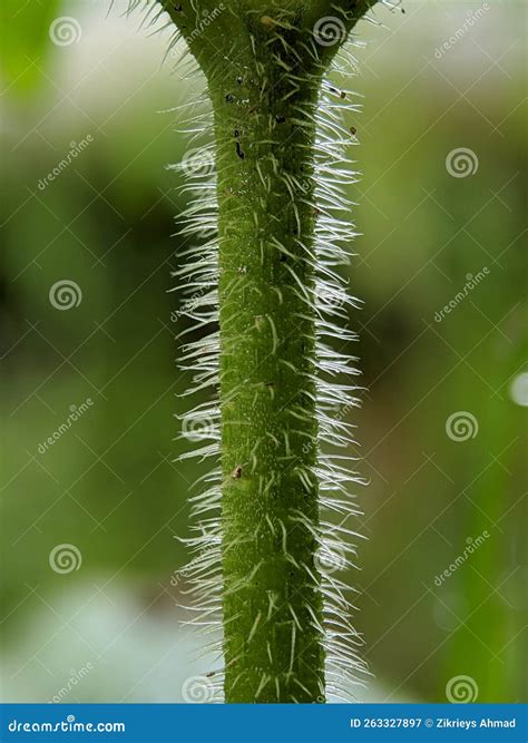 Macro Of Green Stem Texture Stock Image Image Of Herb Invertebrate