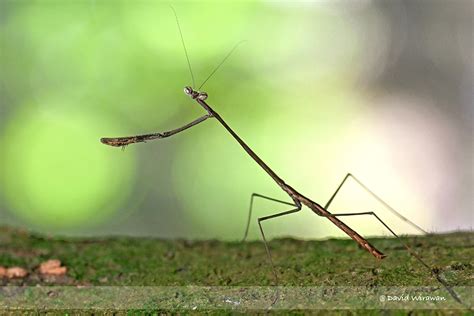 Stick Mantis Euchomenella Sp Singapore Geographic