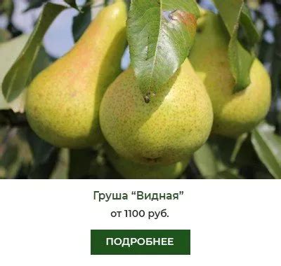 Низкорослые сорта груш для Подмосковья, средней полосы и других ...