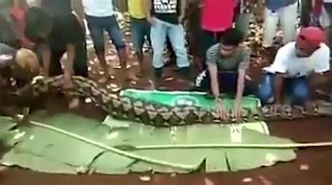 Graphic Video Shows Missing Woman Inside Pythons Stomach Buy Sell Or Upload Video Content