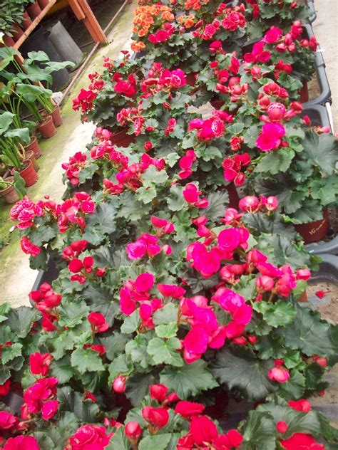 Qaseh Creation Bunga Dan Cameron Highland Ch