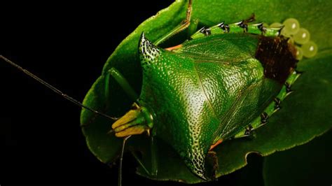 Stink Bug Eggs Everything You Need To Know