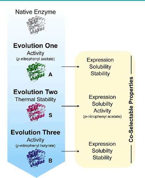 Figure 1 From Directed Evolution Of New And Improved Enzyme Functions