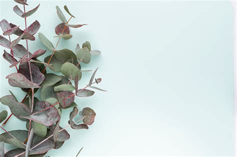 유칼립투스 구성 흰색 배경에 다양한 다채로운 꽃으로 만든 패턴 플랫 평지 스티일 라이프 봄에 대한 스톡 사진 및 기타 이미지 Istock