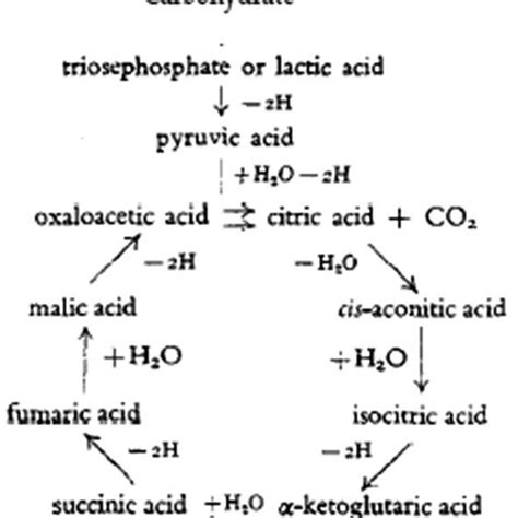 Conversion Of Citric Into α Ketoglutaric Acid According To Martius And Download Scientific