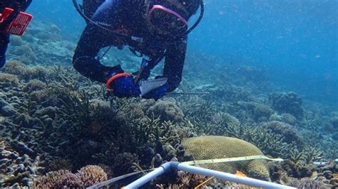 Reef Restoration Program Backed By Major Corporation Sees Rapid Success