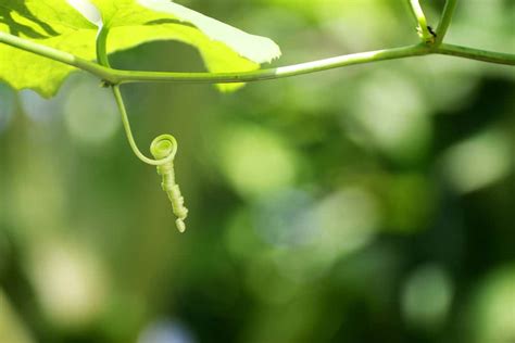 Non Invasive Vines That Won T Take Over Your Garden