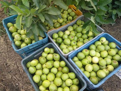 Fertilizer Management In Guava Trees Organic Liquid Natural Npk