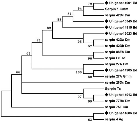 the tree was created using the neighbor joining method bootstrap