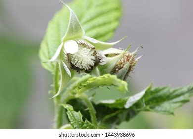 Raspberry Beetle Images Stock Photos Vectors Shutterstock