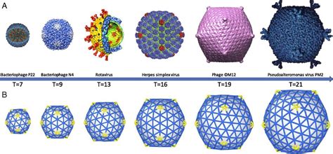 Virus Capsid Parametric House