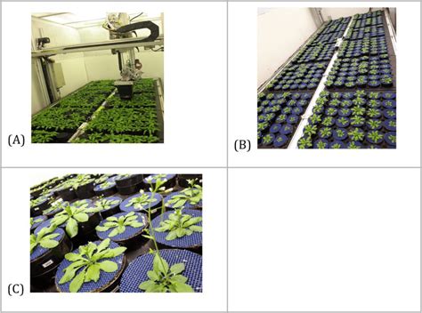 Pictures Of The Phenopsis Platform Hosting Arabidopsis Thaliana Plants Download Scientific