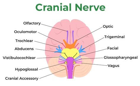 cranial nerve segmentation of the nerves 3d reconstruction of the 12