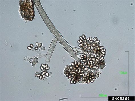 Gray Mold Botrytis Cinerea Persfr