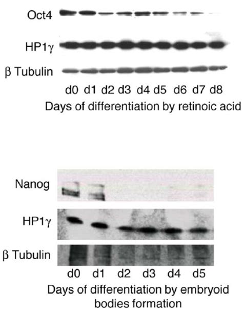 HP C Protein Level Remains Constant During ESC Differentiation ESC Download Scientific