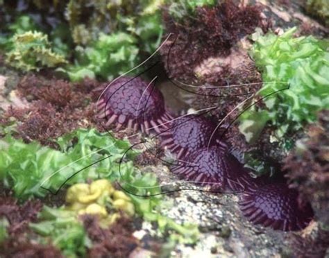 Haukeuke — Shingle Urchins Of Hawaii Hawaiian Forest