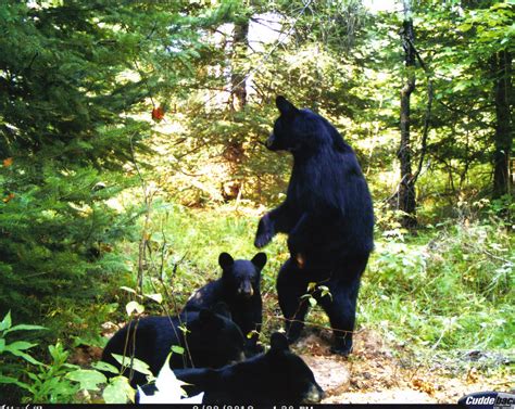 Black Bear Breeding And Reproduction Target Communications