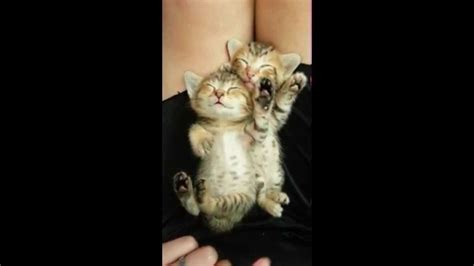 Tabby Kittens Cuddling In Their Sleep Is Just Too Cute Madly Odd