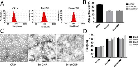 A Size Distribution Of Cp2k En Cnp And En Uncnp Nanoparticles As Download Scientific