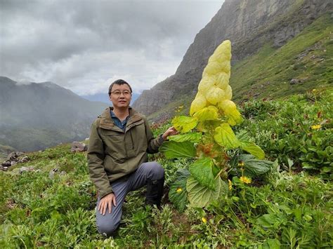 Homepage Of Vegetation Classification And Survey Download Scientific