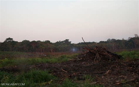 Deforestation In Belize