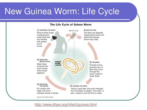 Ppt Worms Powerpoint Presentation Id4025727