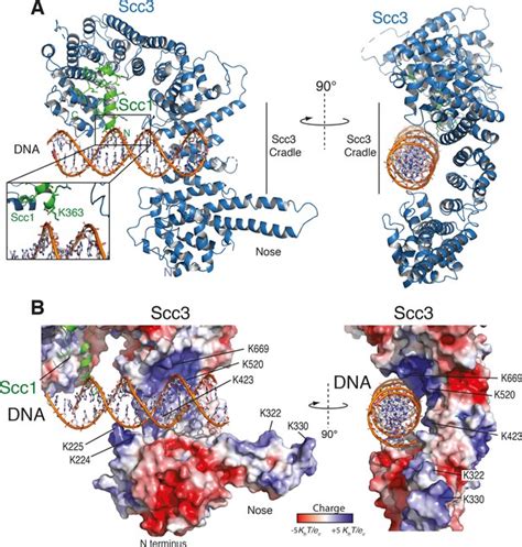 Structural Basis For Scc3 Dependent Cohesin Recruitment To Chromatin Elife Structural Basis For Scc3 Dependent Cohesin Recruitment To Chromatin Elife