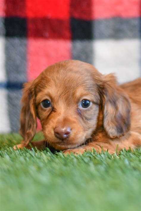 Aarow Doxin All Star Puppies All Star Puppies