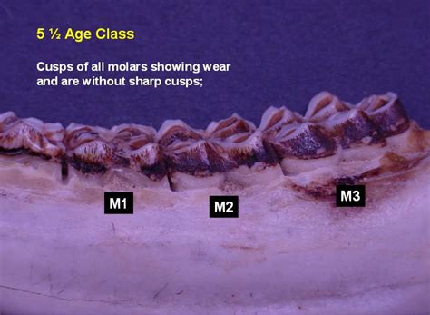 Deer Tooth Aging Chart