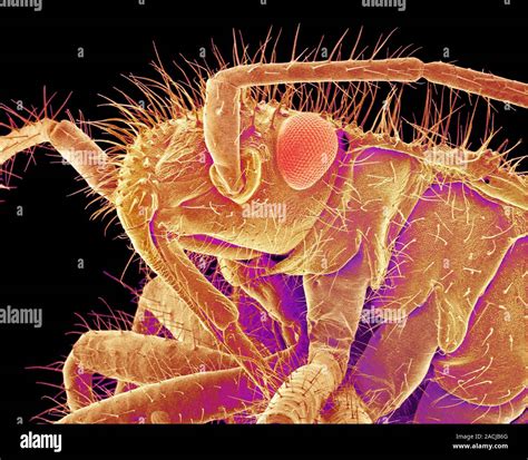 Capsid Bug Coloured Scanning Electron Micrograph Sem Of The Upper Body Of A Capsid Bug