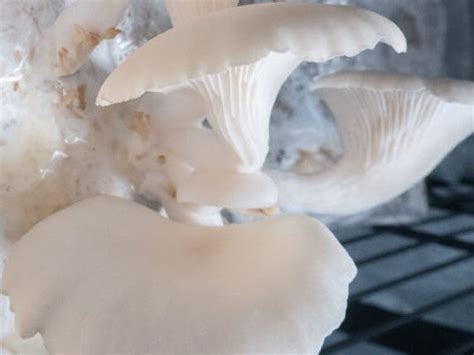 Kyle Gabriel S Raspberry Pi Powered Mycodo Keeps An Eye On Mushroom Cultivation