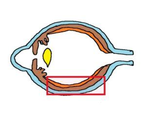 Anatomy Of Choroid INSIGHT OPHTHALMOLOGY