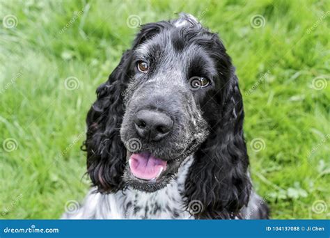 Imagens De Stock Cocker Spaniel Preto E Branco Baixe 1604 Royalty Free