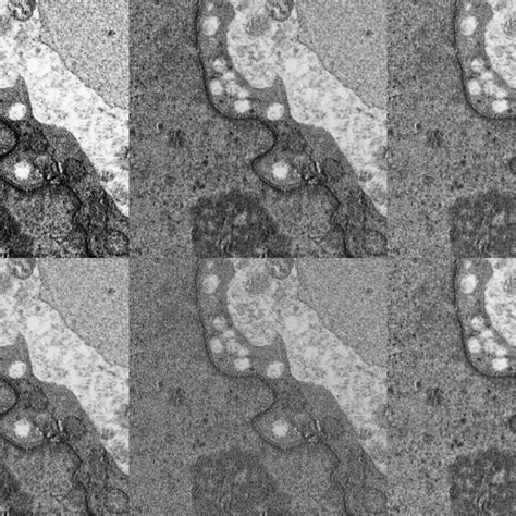 Left To Right Original Histogram Equalize Color Jitter Gaussian Download Scientific Diagram