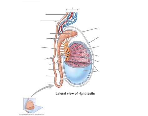 Structure Of Testis And Epididymis Quiz