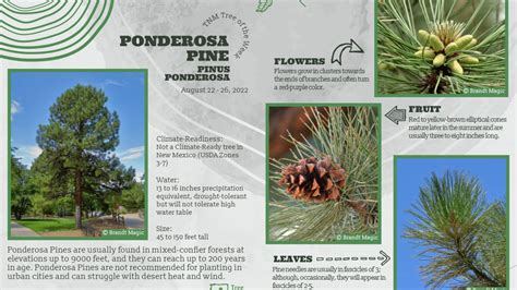 Pinus Ponderosa Needles