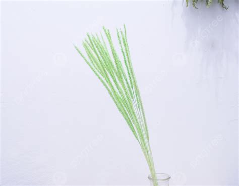 녹색 강아지풀 유리 꽃병 꽂 이 배경 꽃들 정원 꽃 무늬 배경 일러스트 및 사진 무료 다운로드 Pngtree