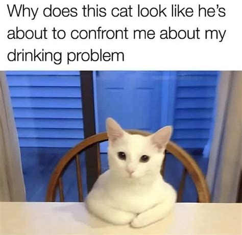 45 Of The Best Cat Memes To Share With Your Feline Friends