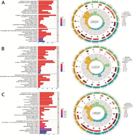Gene Set Enrichment Analysis In Different Sex A GO Gene Sets Download Scientific Diagram