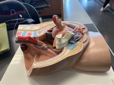 Lab Test Reproductive System Flashcards Quizlet