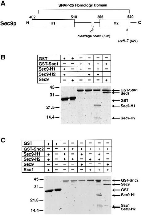 Binding Of Both The N Terminal H1 And C Terminal H2 Helical Domains Download Scientific