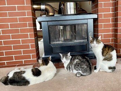 トリ猫家族猫 ～冬から春へ～