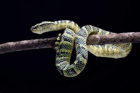 Premium Photo A Green Tree Python Is Coiled On A Branch