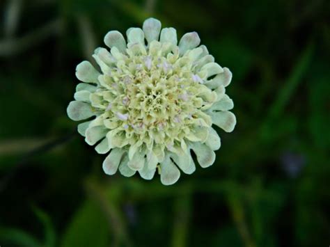 მინდვრის ყვავილები