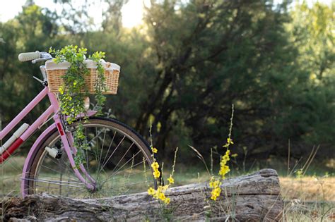 고리 버들 바구니가있는 고립 된 분홍색 빈티지 자전거와 복사 공간이있는 매달린 식물의 측면보기 0명에 대한 스톡 사진 및 기타