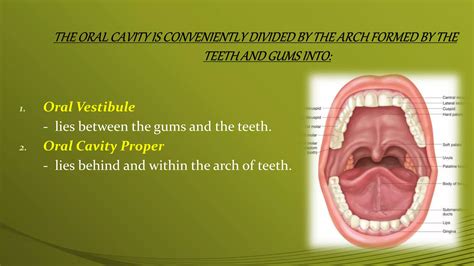 Anatomy Of Oral Cavity Pptx