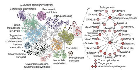 A Consensus Gene Regulatory Network Grn Of Staphylococcus Aureus