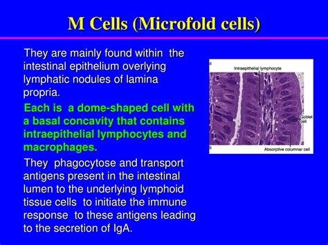 Ppt Understanding Small Intestine Anatomy Powerpoint Presentation