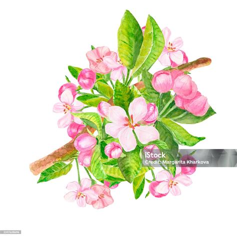 수채화 분기 빨간 사과 꽃 잎 및 새싹은 흰색에 격리되어 있습니다 분홍색 꽃이 피는 벚꽃 가지 초대장 배너 스티커 디자인을 위한 요소 0명에 대한 스톡 벡터 아트 및 기타