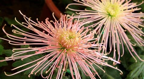 Хризантема Брызги шампанского: описание сорта, характеристики ...